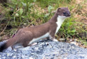 Comadreja | Respondemos a las preguntas más frecuentes | FAQs.Zone