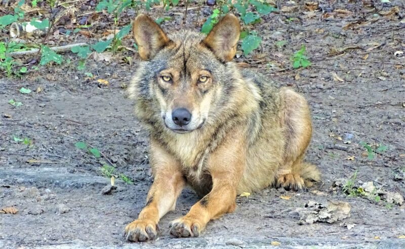Lobo ibérico | Respondemos a las preguntas más frecuentes | FAQs.Zone