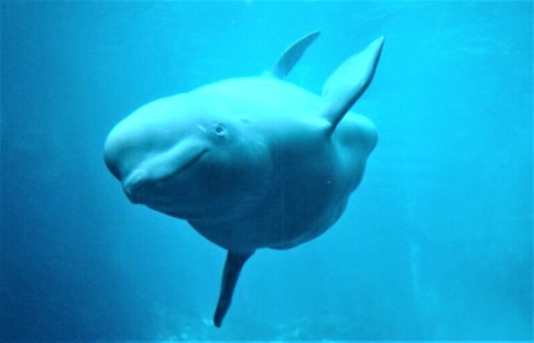 Beluga | Respondemos a las preguntas más frecuentes | FAQs.Zone