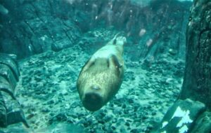 Morsa | Respondemos a las preguntas más frecuentes | FAQs.Zone